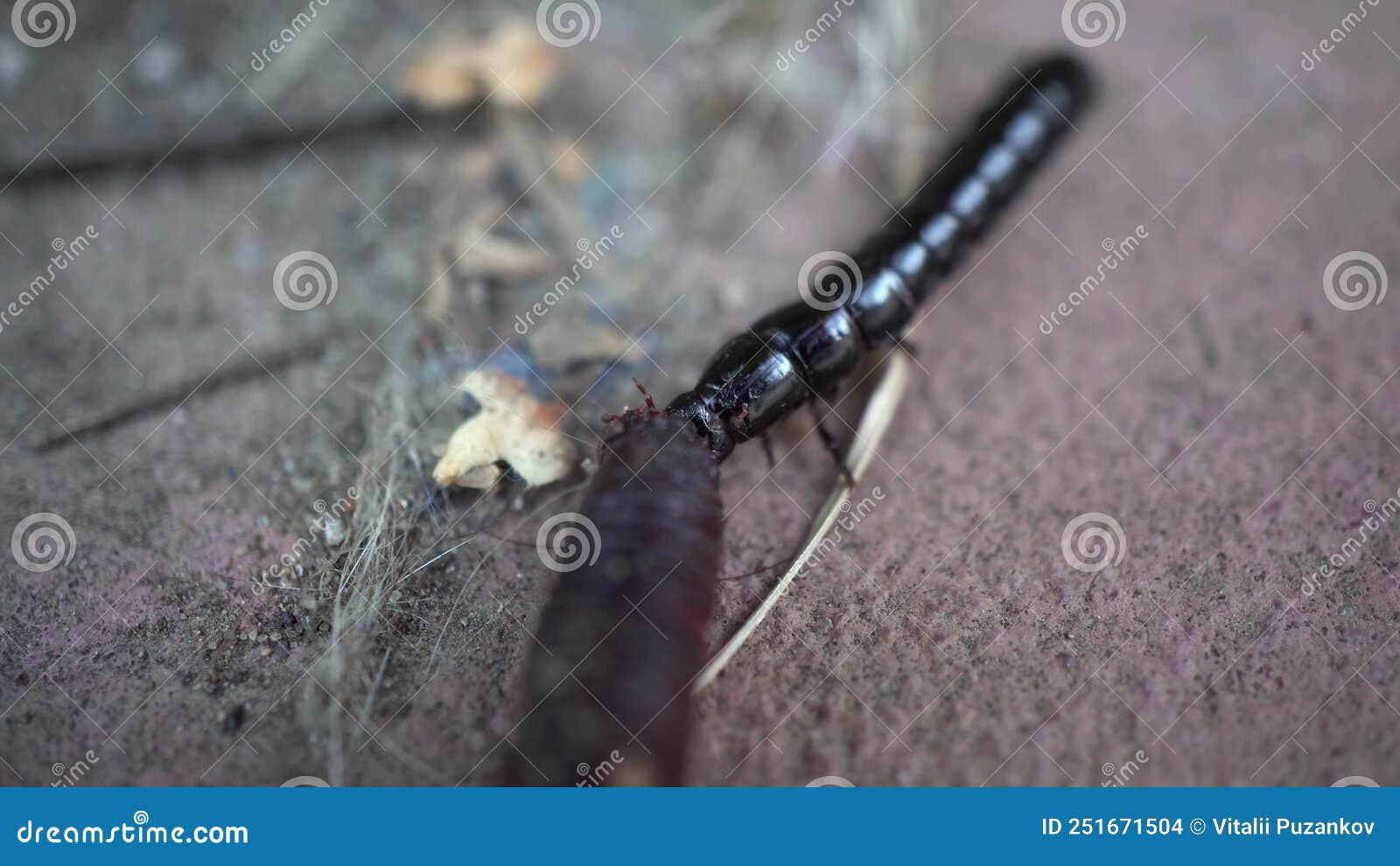 A Black Elongated Beetle Eats a Worm. an Aggressive Insect Attacked an ...