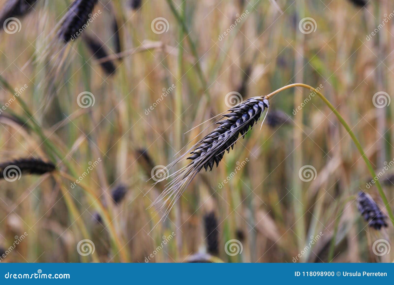 Black emmer. Wheat. stock photo. Image of wheat, food - 118098900