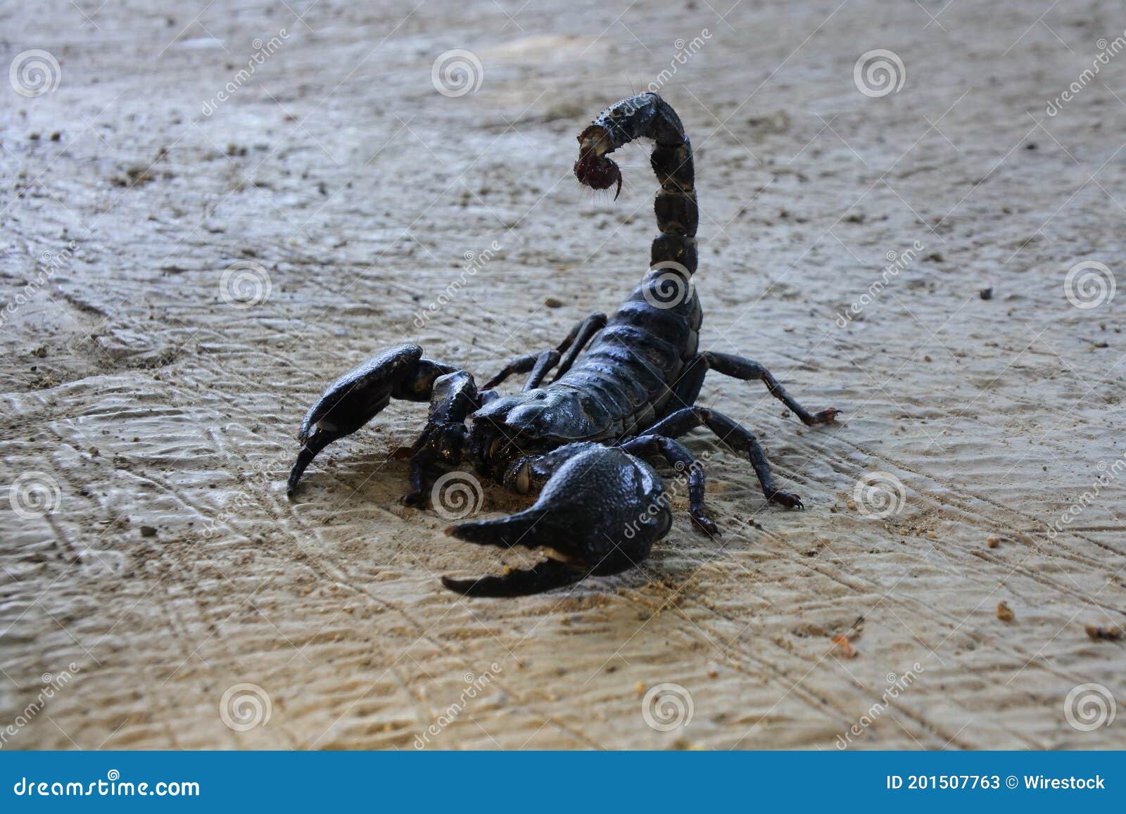 Black Emperor Scorpion Crawling on the Sand Stock Image - Image of ...