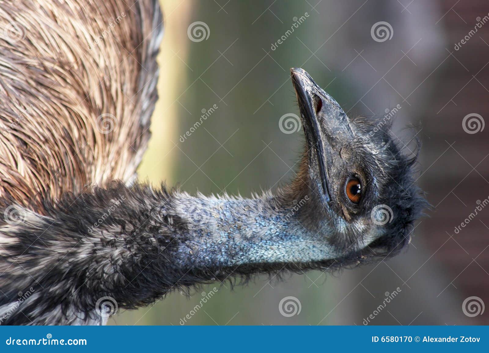 Black Emu stock photo. Image of long, black, inquisitive - 6580170