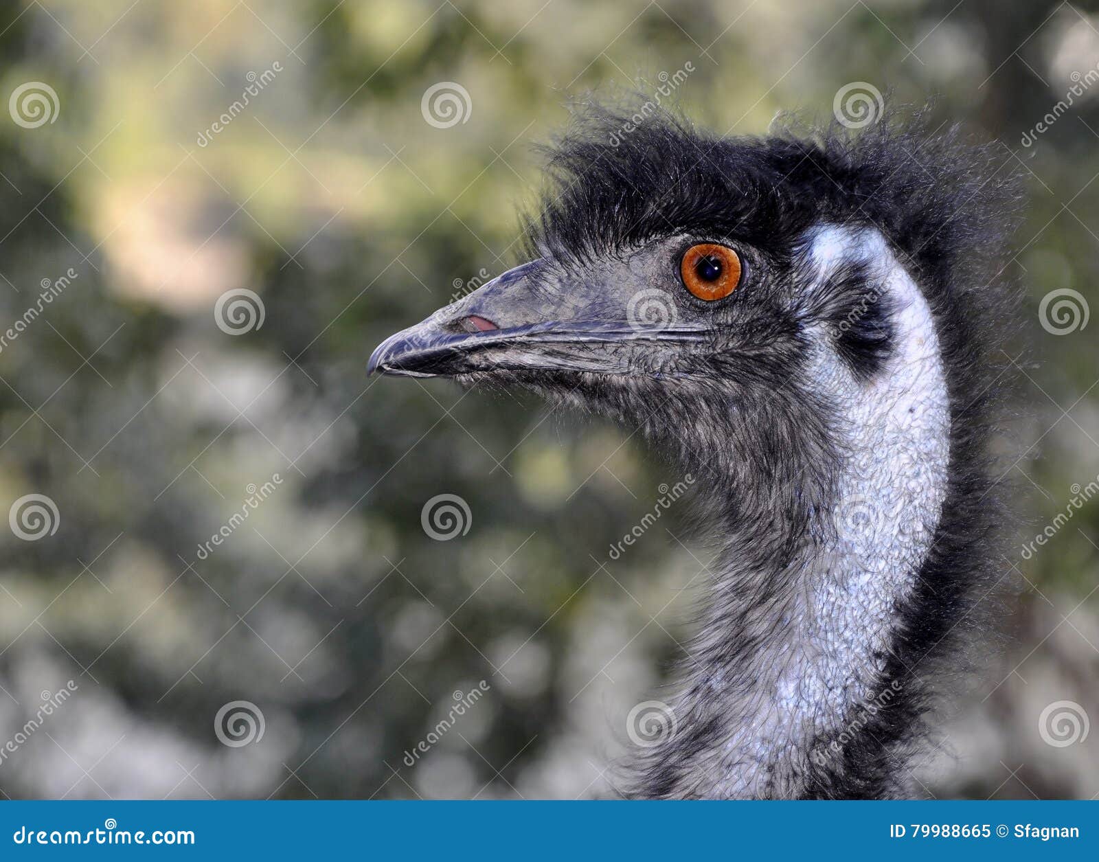Black Emu stock image. Image of bird, profile, head, avian - 79988665