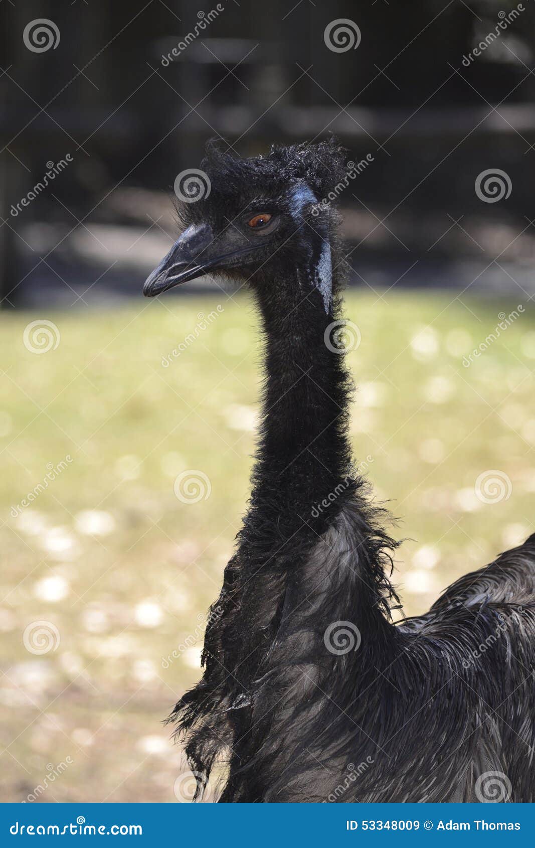 Black Emu stock image. Image of staring, bird, stare - 53348009