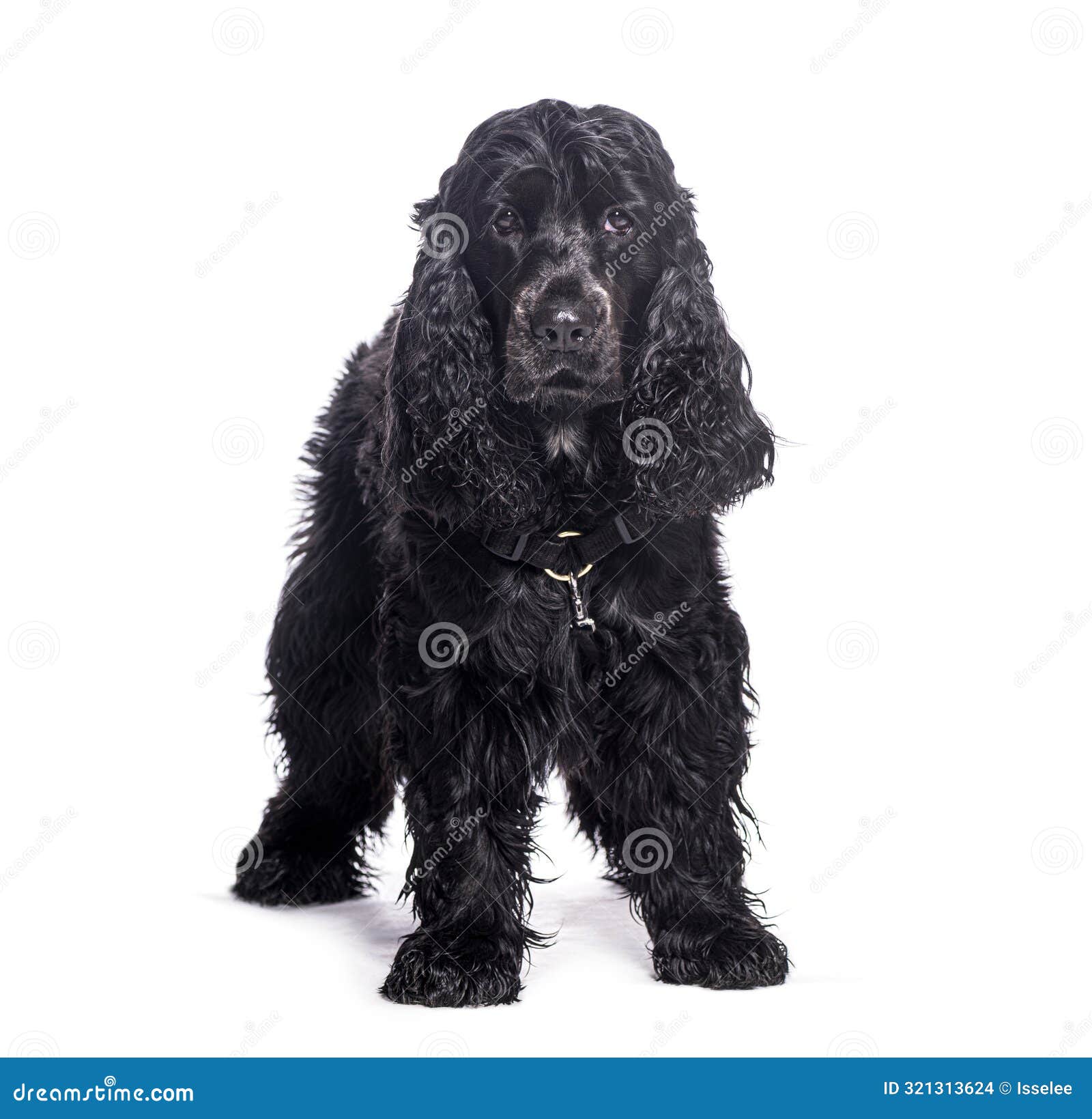Black English Cocker Spaniel Standing and Looking at Camera Stock Photo ...