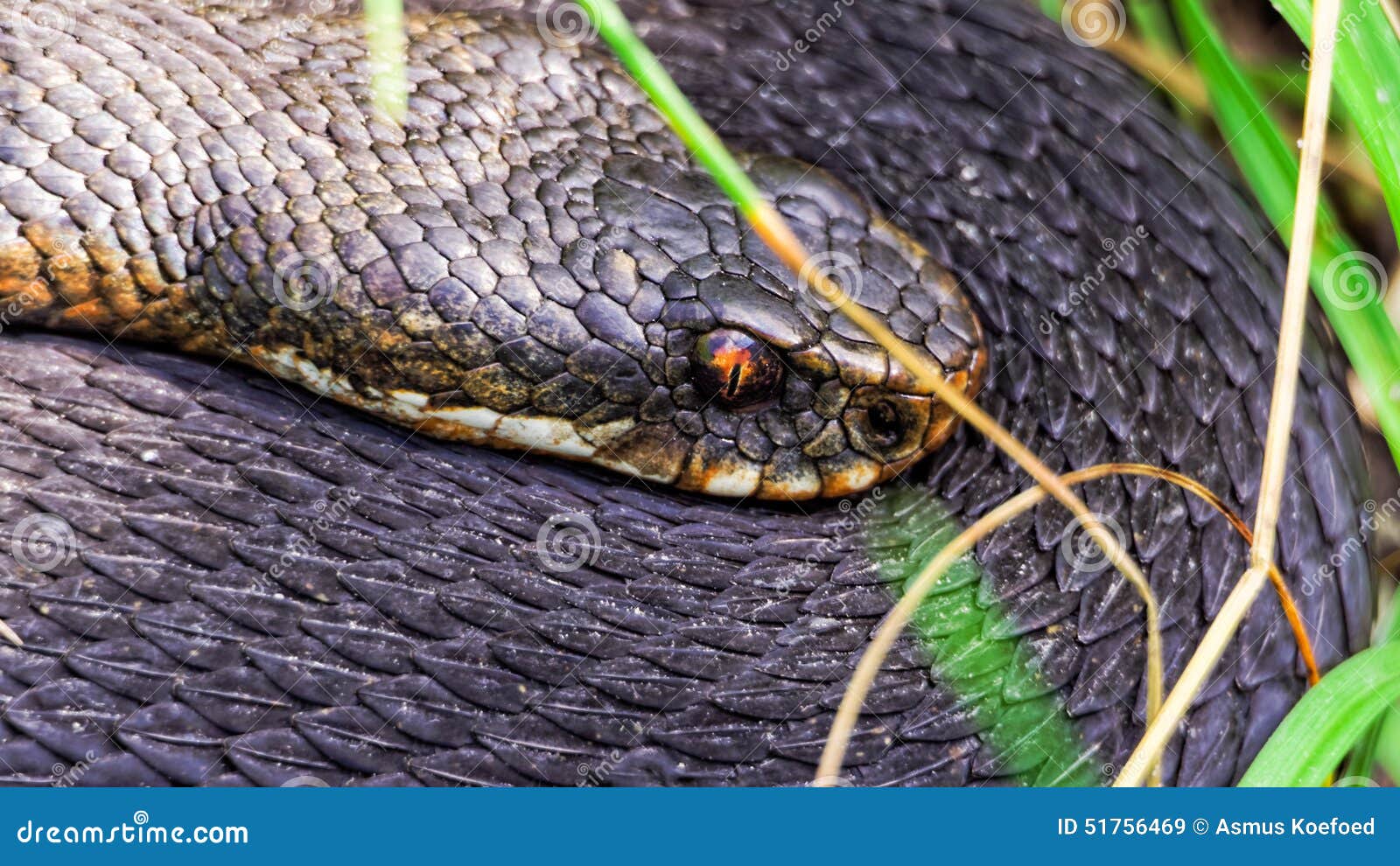 Black European Viper (vipera Berus) Stock Image - Image of snake, black ...