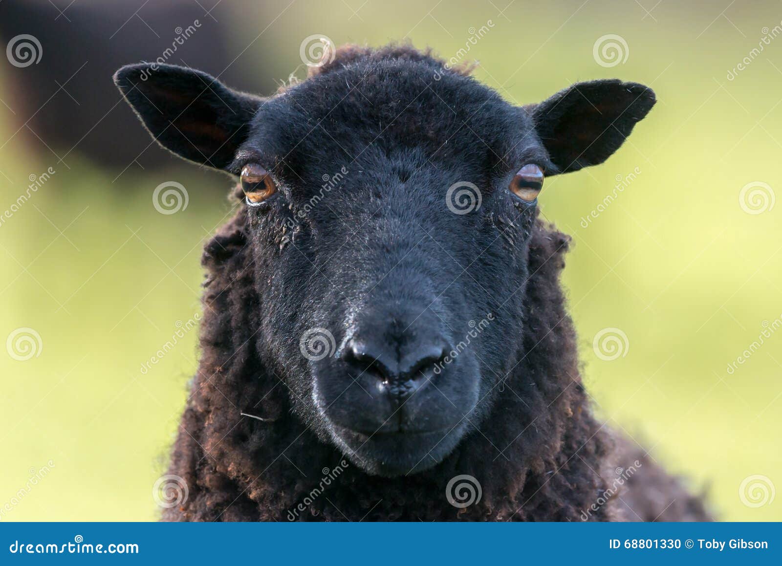 Black ewe sheep face stock photo. Image of mammal, ears - 68801330