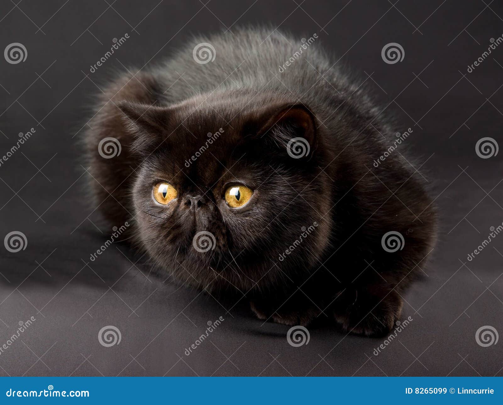 Black Exotic Persian on Black Background Stock Image - Image of kitten ...