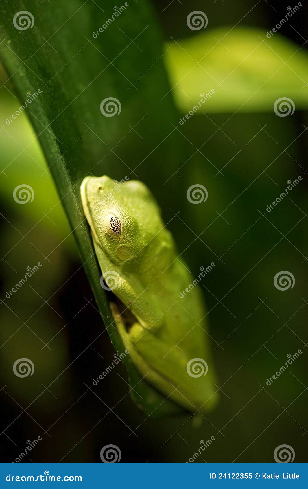 Black Eyed Leaf Frog (Agalychnis Moreletii) Stock Image - Image of ...