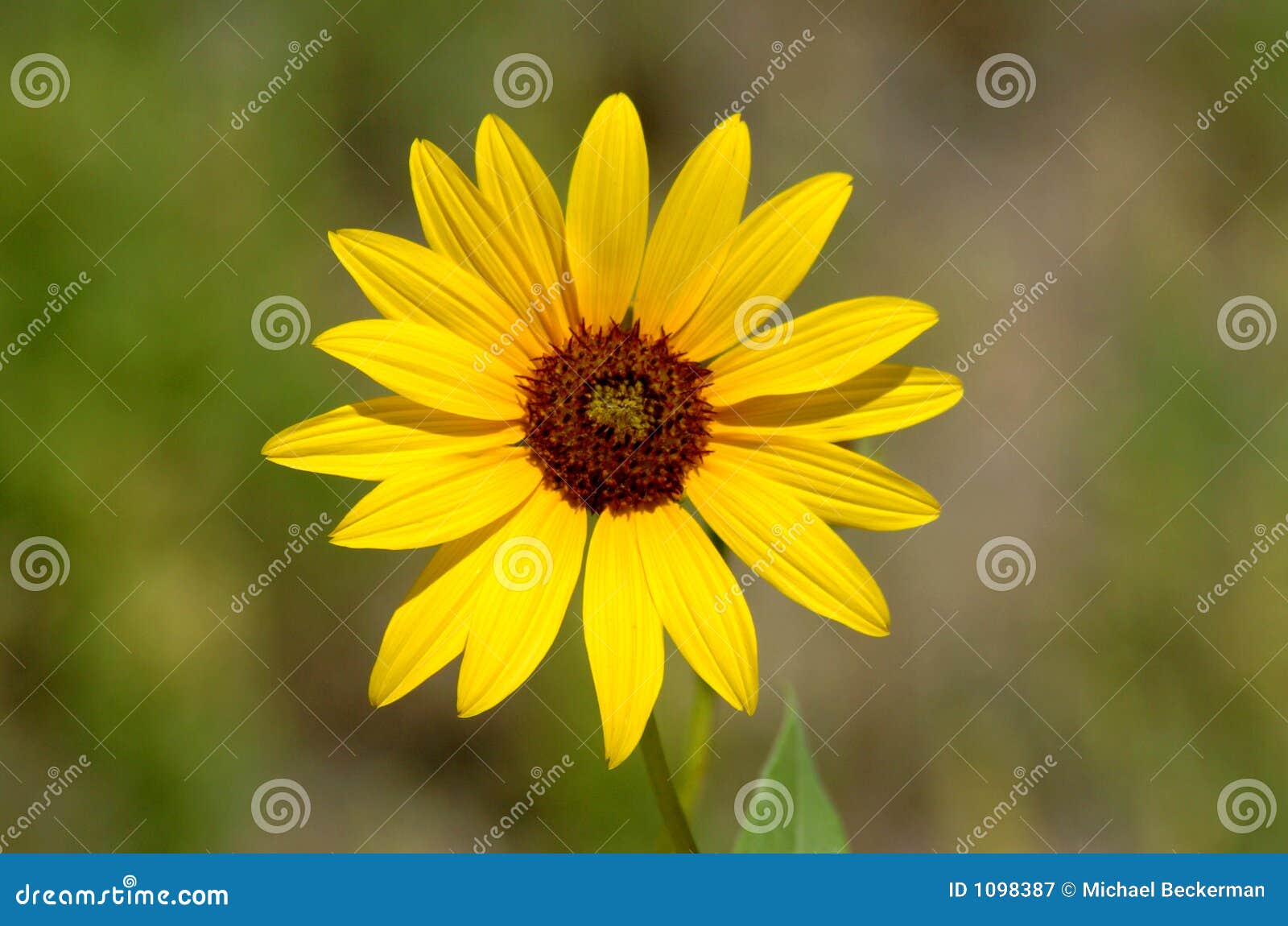 Black-Eyed Susan Flower 1 stock image. Image of petals - 1098387