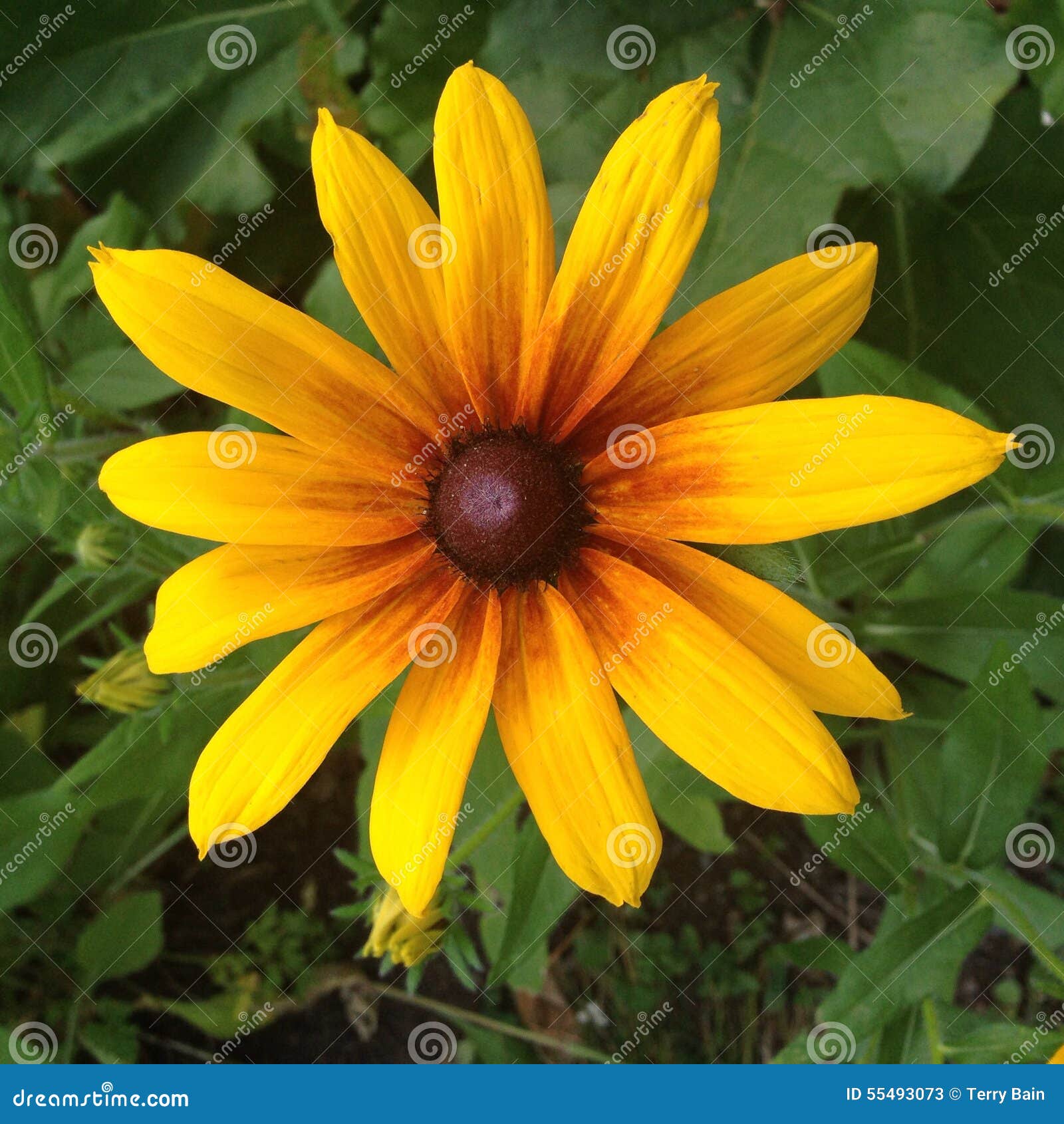 Black Eyed Susan Flower stock image. Image of black, susan - 55493073