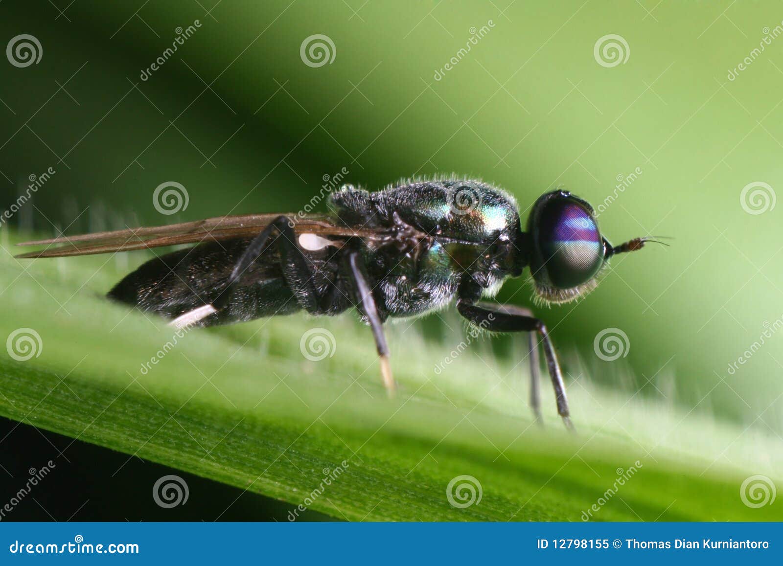Black bug eyes stock image. Image of flies, black, leaves - 12798155