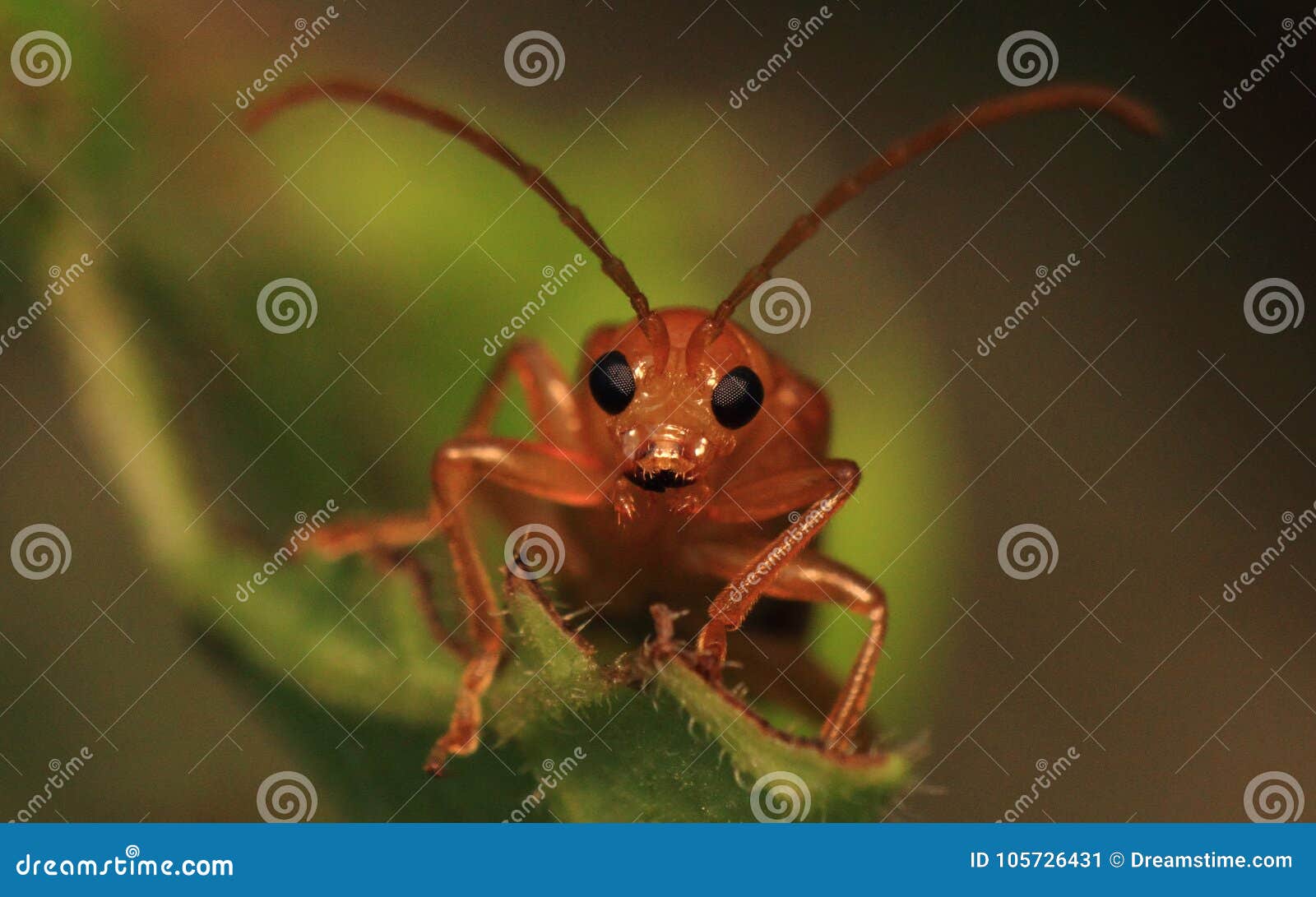 Colored Firefly Stock Photos - Free & Royalty-Free Stock Photos from ...