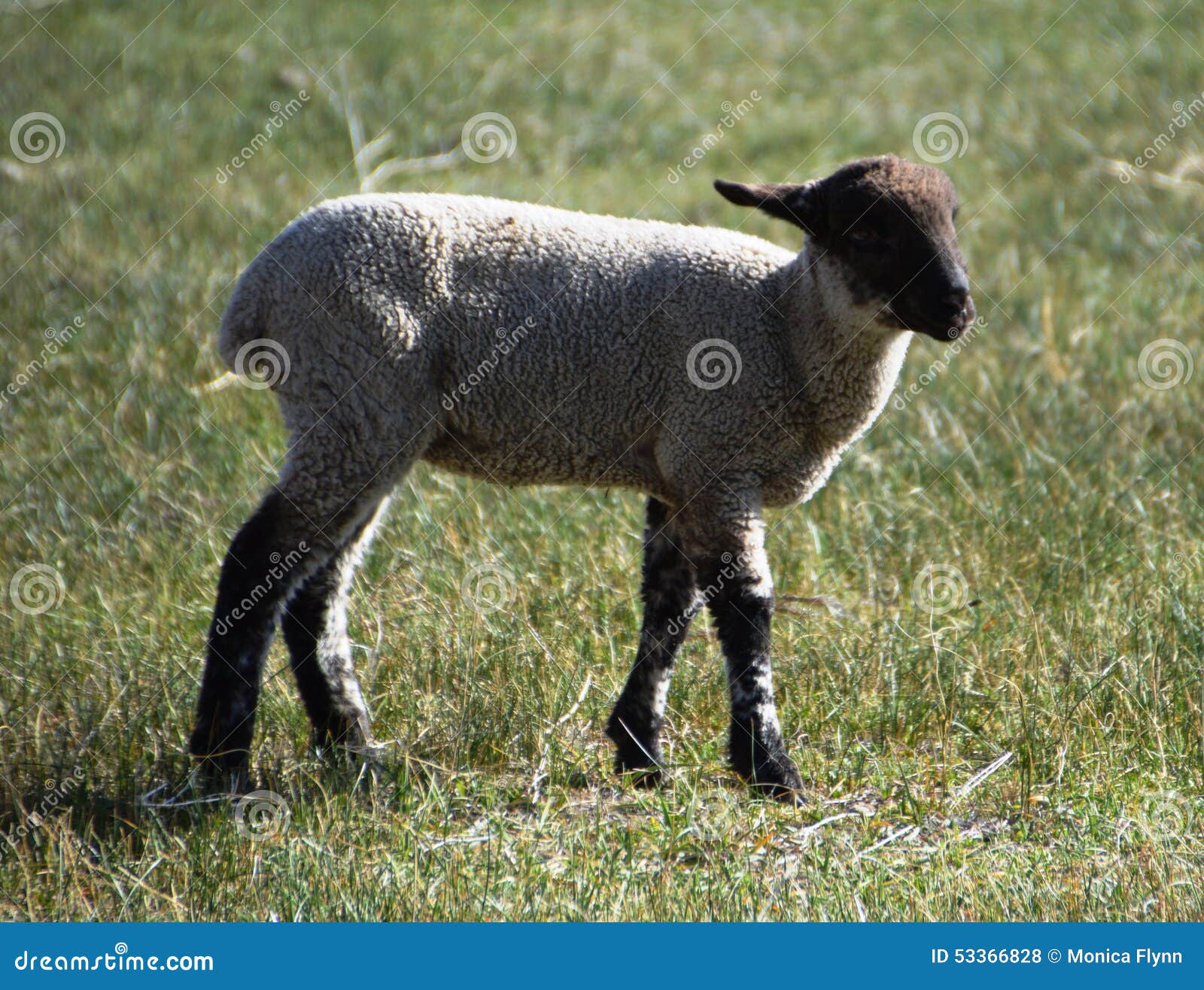 Black Face Lamb in Pasture in Carson City, Nevada Stock Photo - Image ...