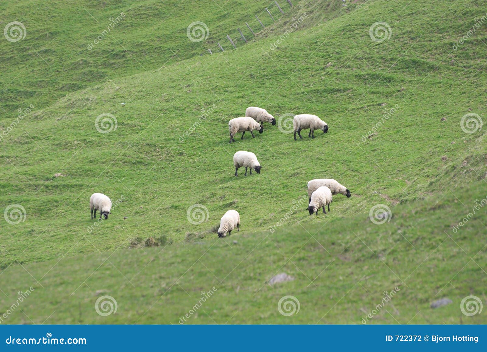Face Of Sheep On Mount Evans Stock Image | CartoonDealer.com #63738631
