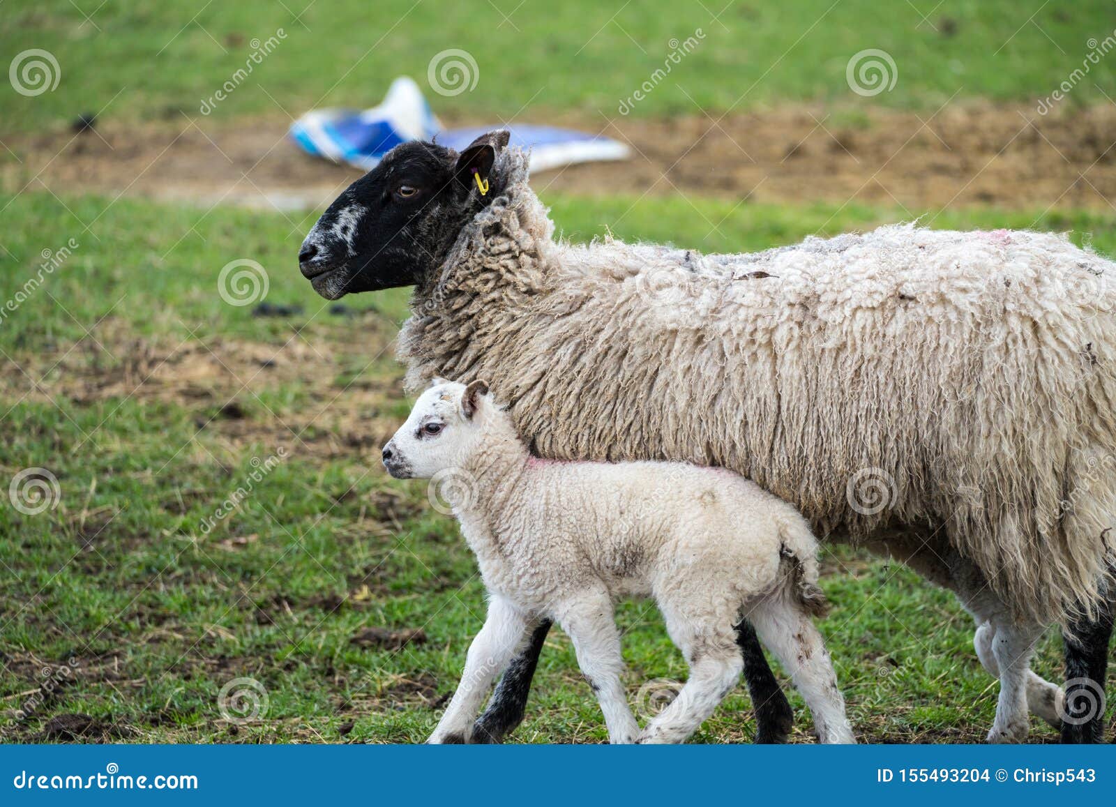 Black face sheep and lamb stock photo. Image of lamb - 155493204