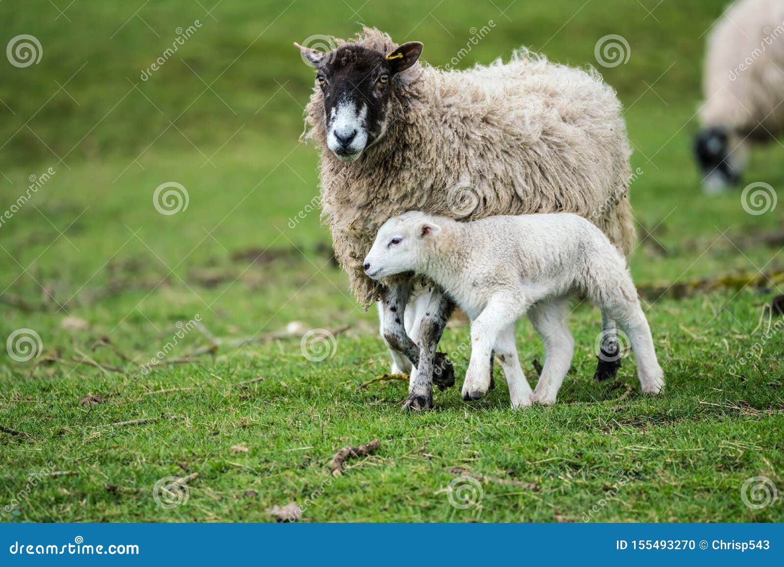 Face Of Sheep On Mount Evans Stock Image | CartoonDealer.com #63738631