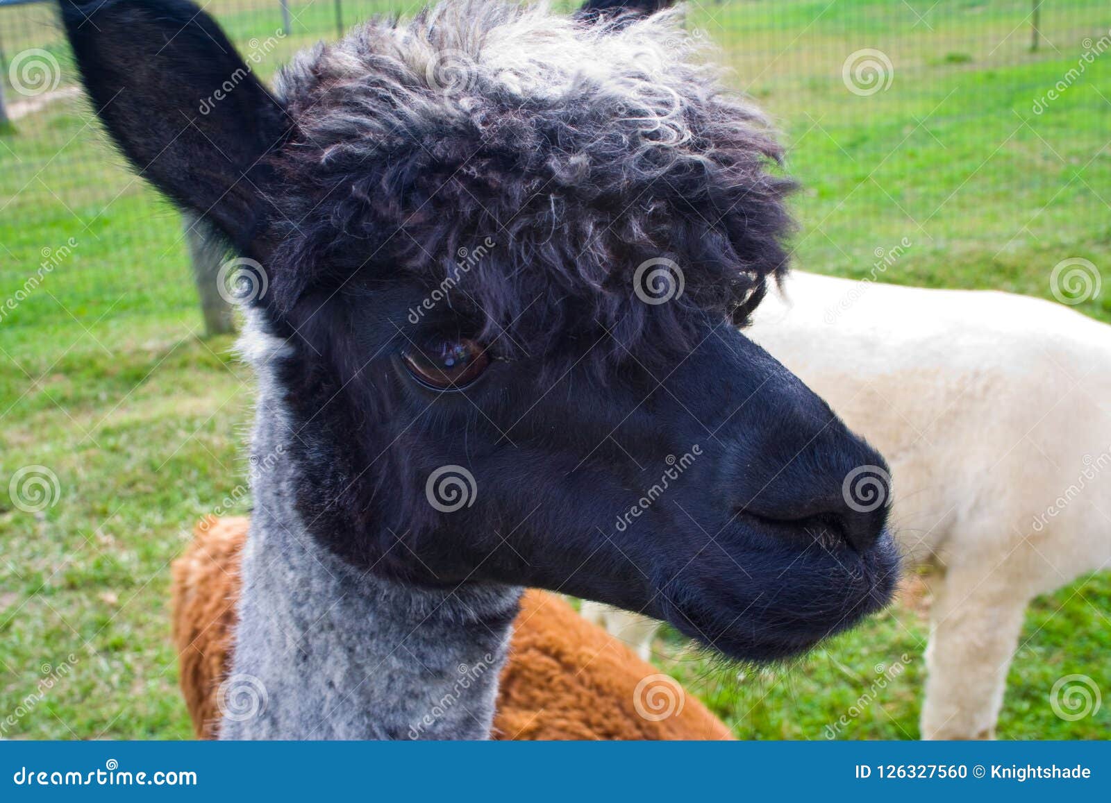 Black faced alpaca closeup stock photo. Image of animal - 126327560