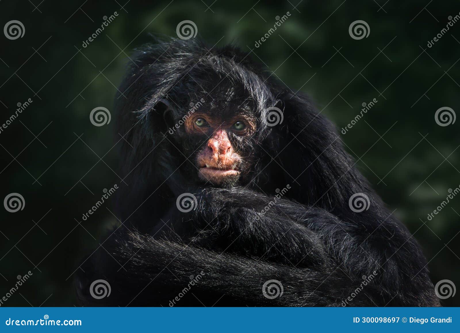 Black-faced Black Spider Monkey Stock Image - Image of atelinae, mammal ...