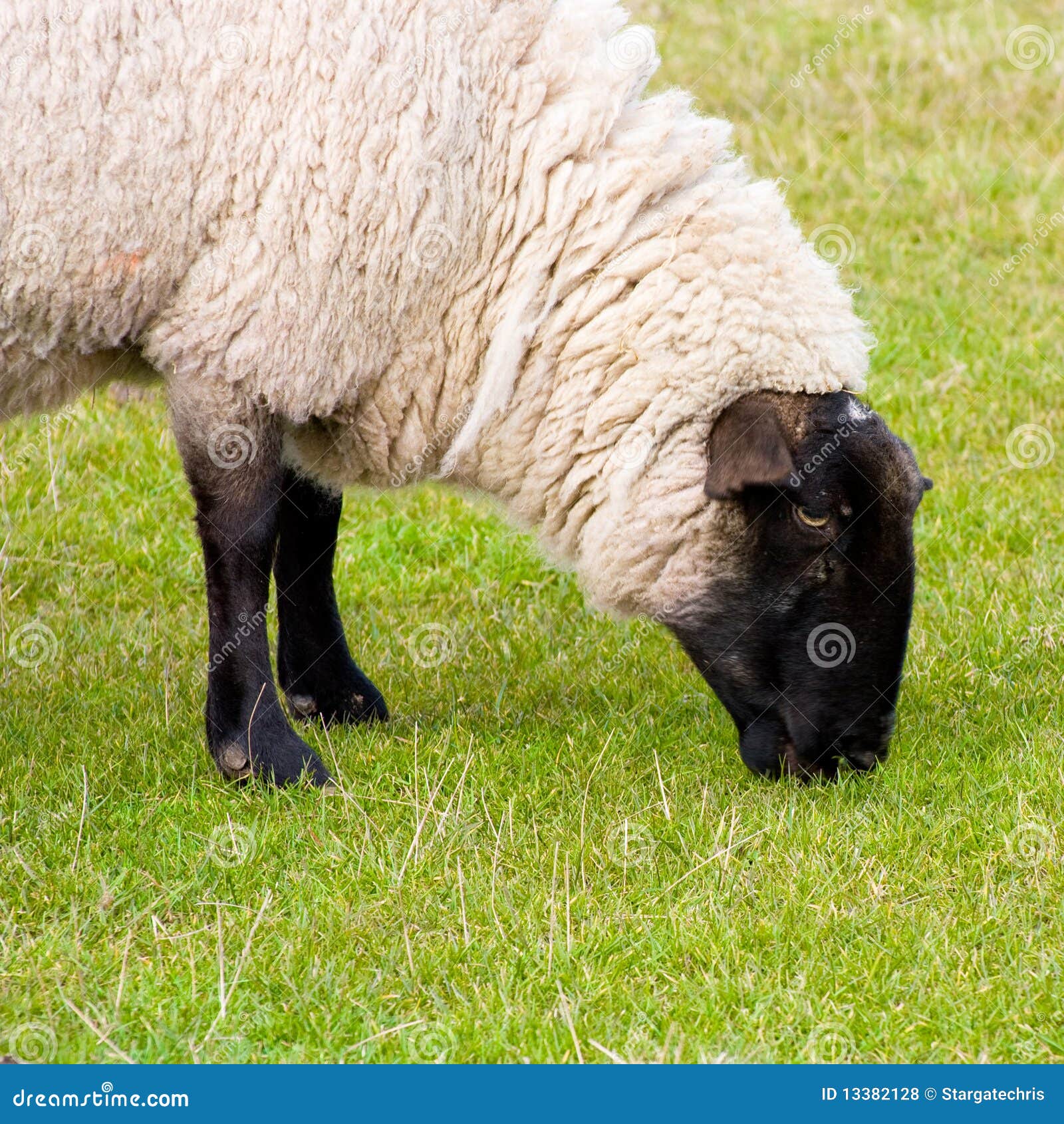 Black faced ewe stock photo. Image of spring, animal - 13382128