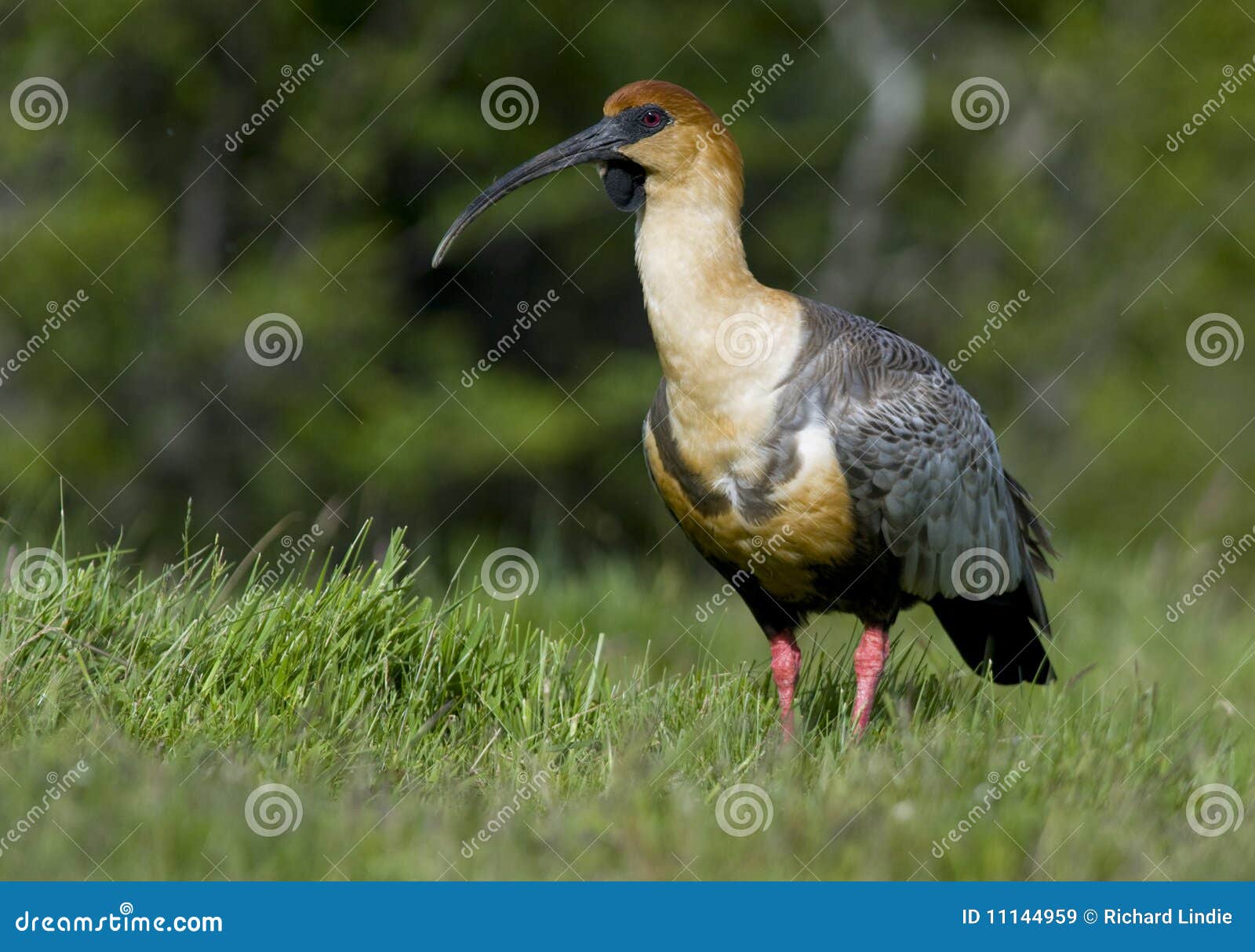 Black-faced Ibis stock image. Image of bird, south, grass - 11144959