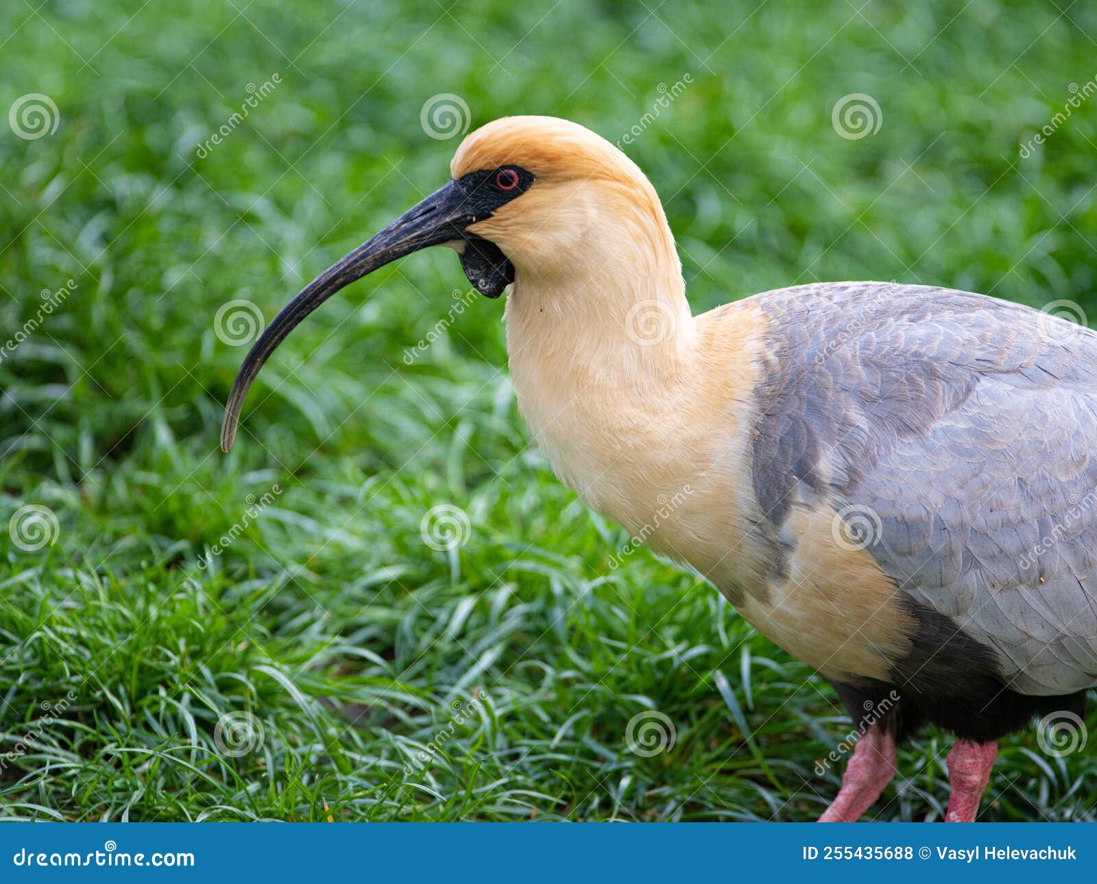 Black-faced Ibis Against the Background Stock Photo - Image of bird ...