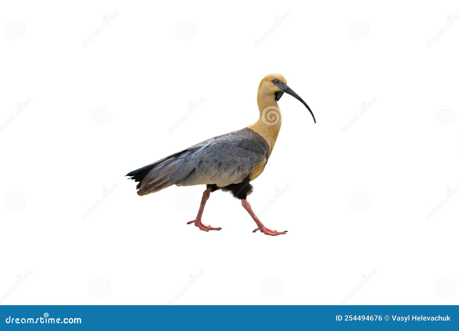 Black-faced Ibis Isolated on White Background Stock Photo - Image of ...
