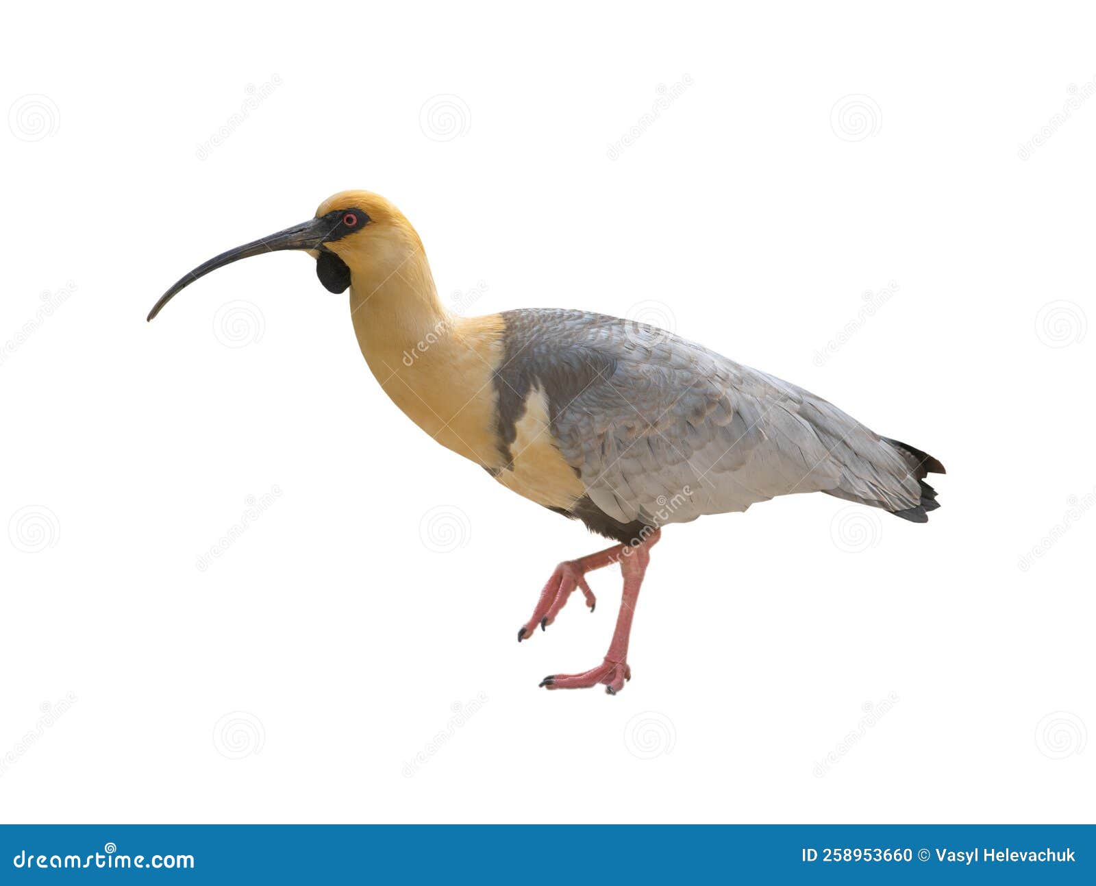 Black-faced Ibis Isolated on White Background Stock Photo - Image of ...