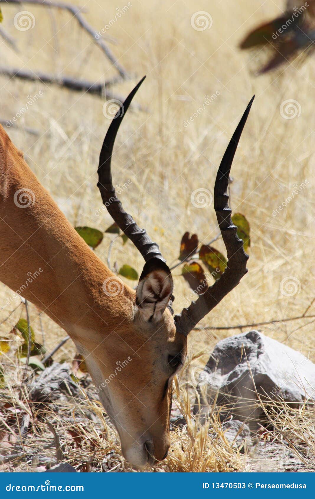 Black Faced Impala stock image. Image of namibian, territory - 13470503