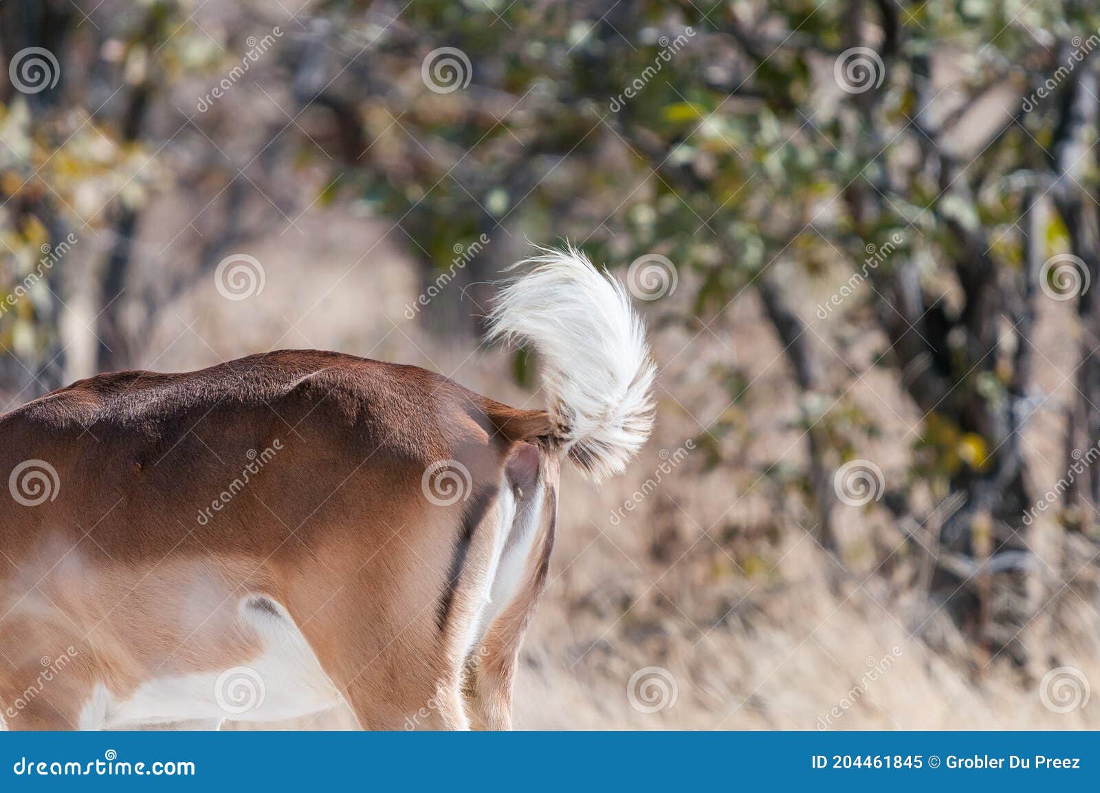 Black-faced Impala Ram Showing Its Tail in Northern Namibia Stock Image ...