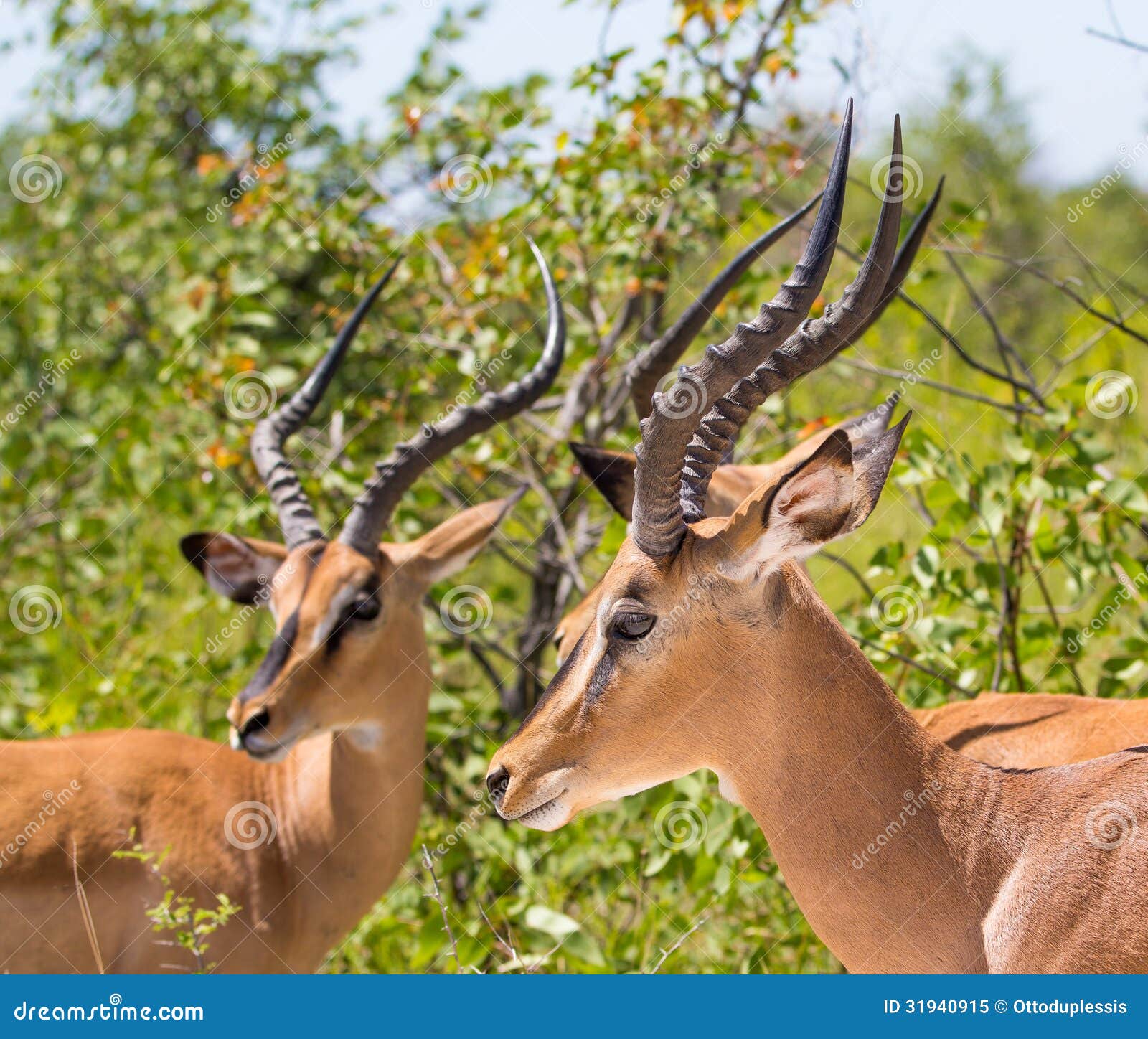 Black-faced Impala s stock image. Image of nature, gazelle - 31940915