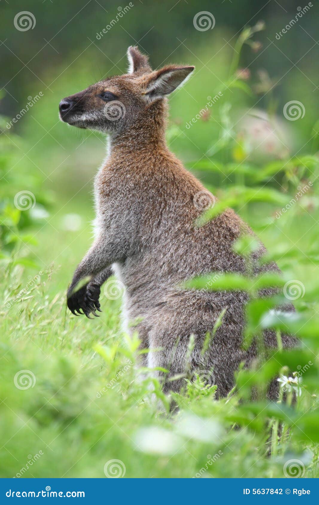 Black-faced kangaroo stock photo. Image of australia, profile - 5637842