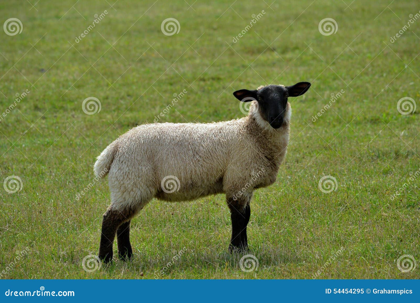 Black faced lamb stock image. Image of cute, pasture - 54454295