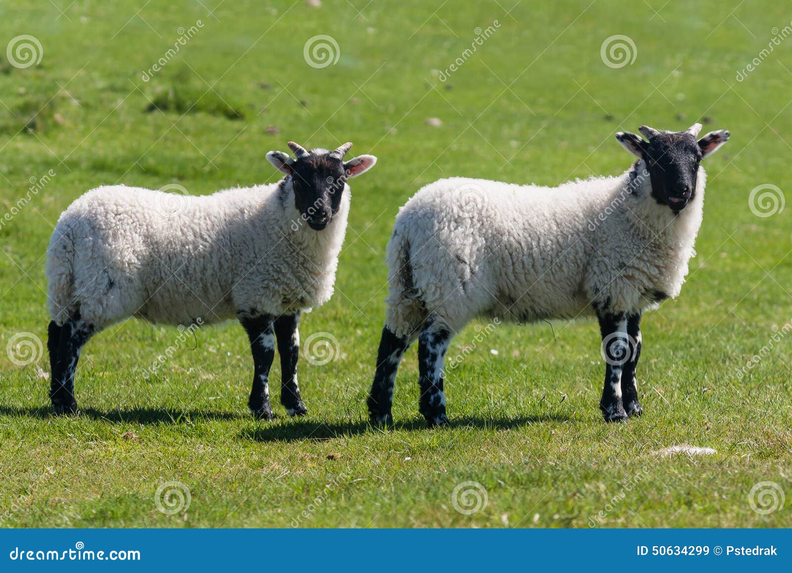 Black faced lambs stock image. Image of hooves, breed - 50634299
