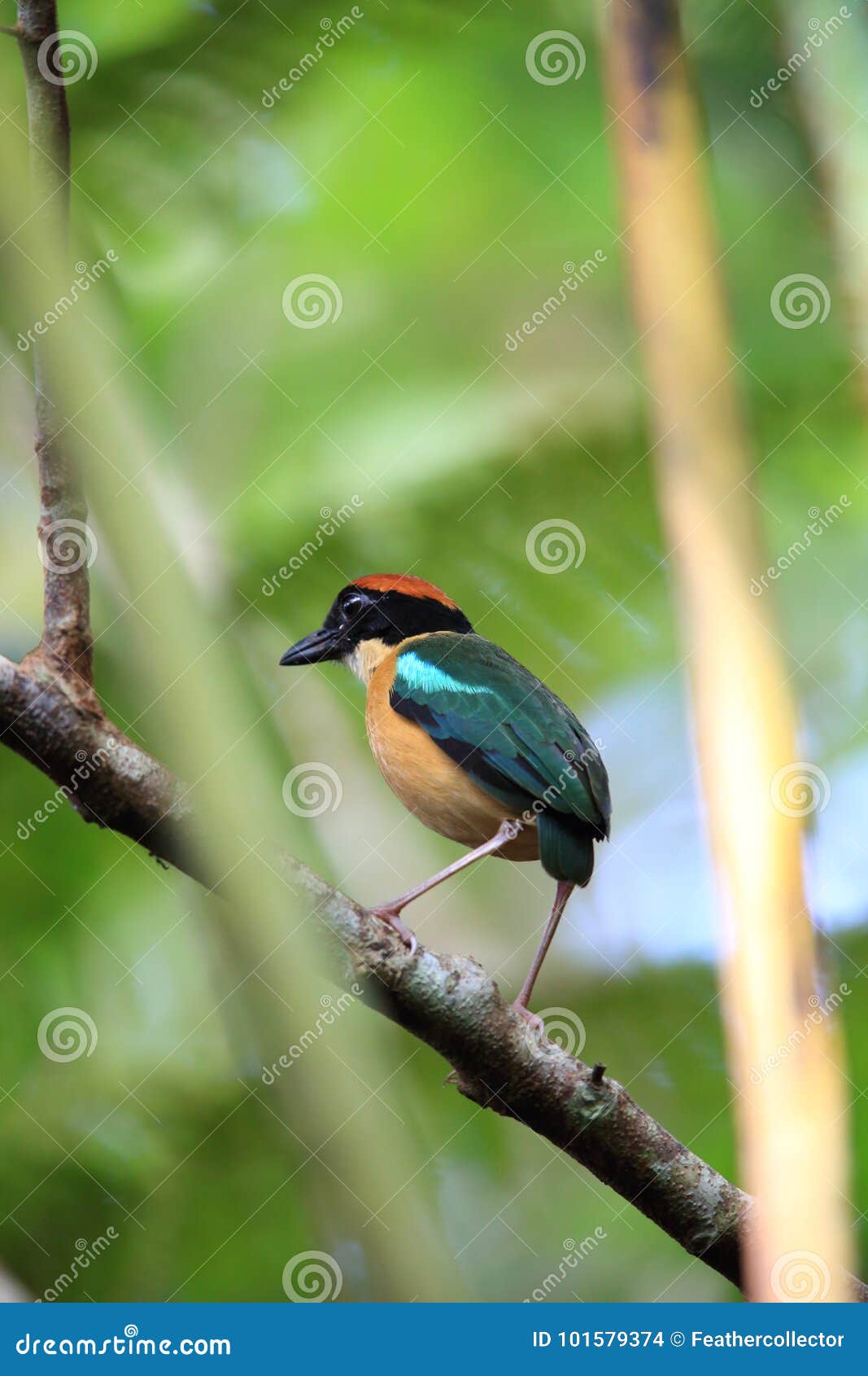 Black-faced pitta stock photo. Image of wildlife, animal - 101579374