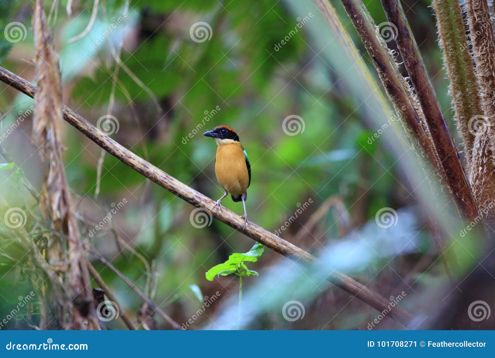 Black-faced pitta stock image. Image of nature, bird - 101708271