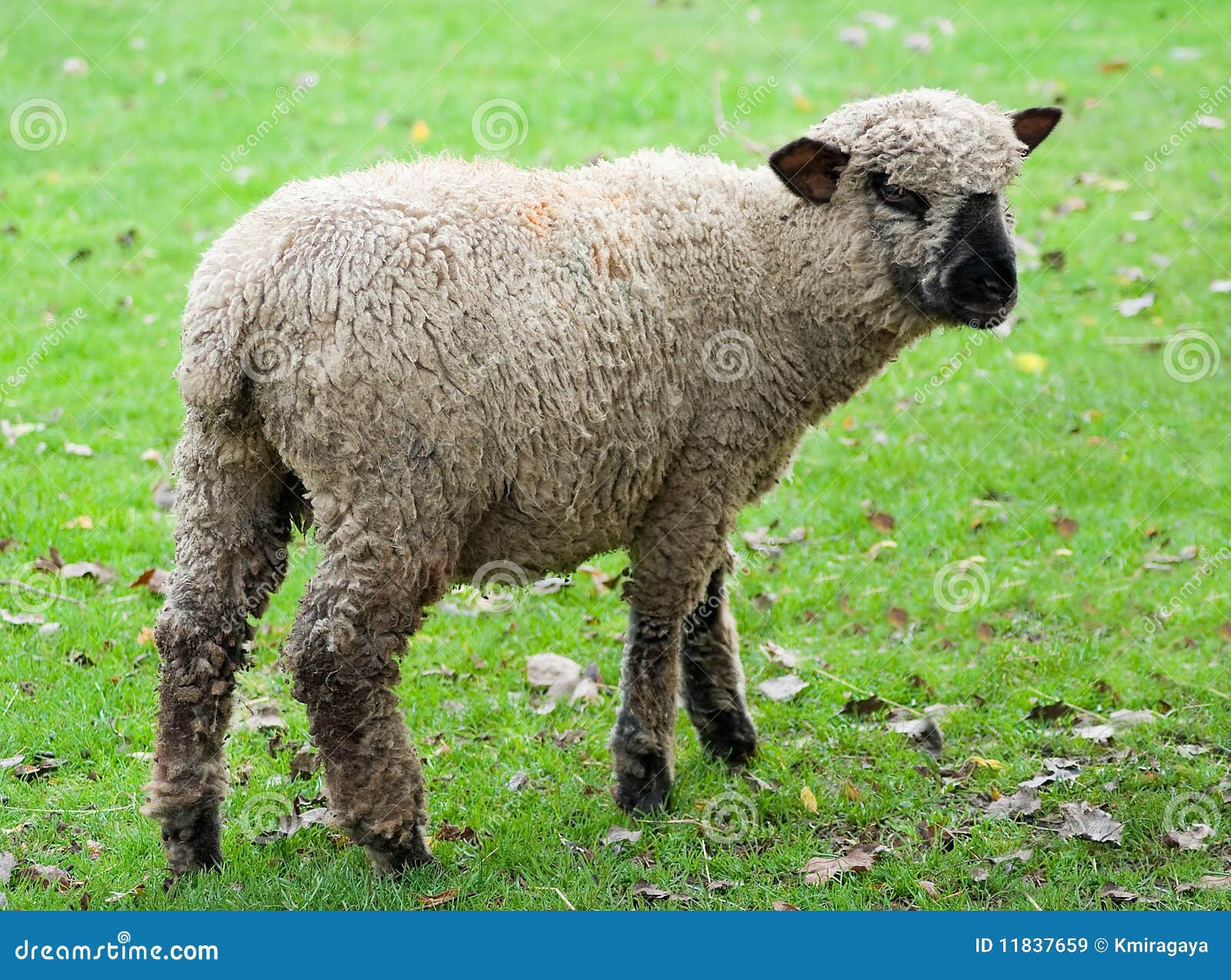 Black faced sheep stock image. Image of friendly, innocence - 11837659