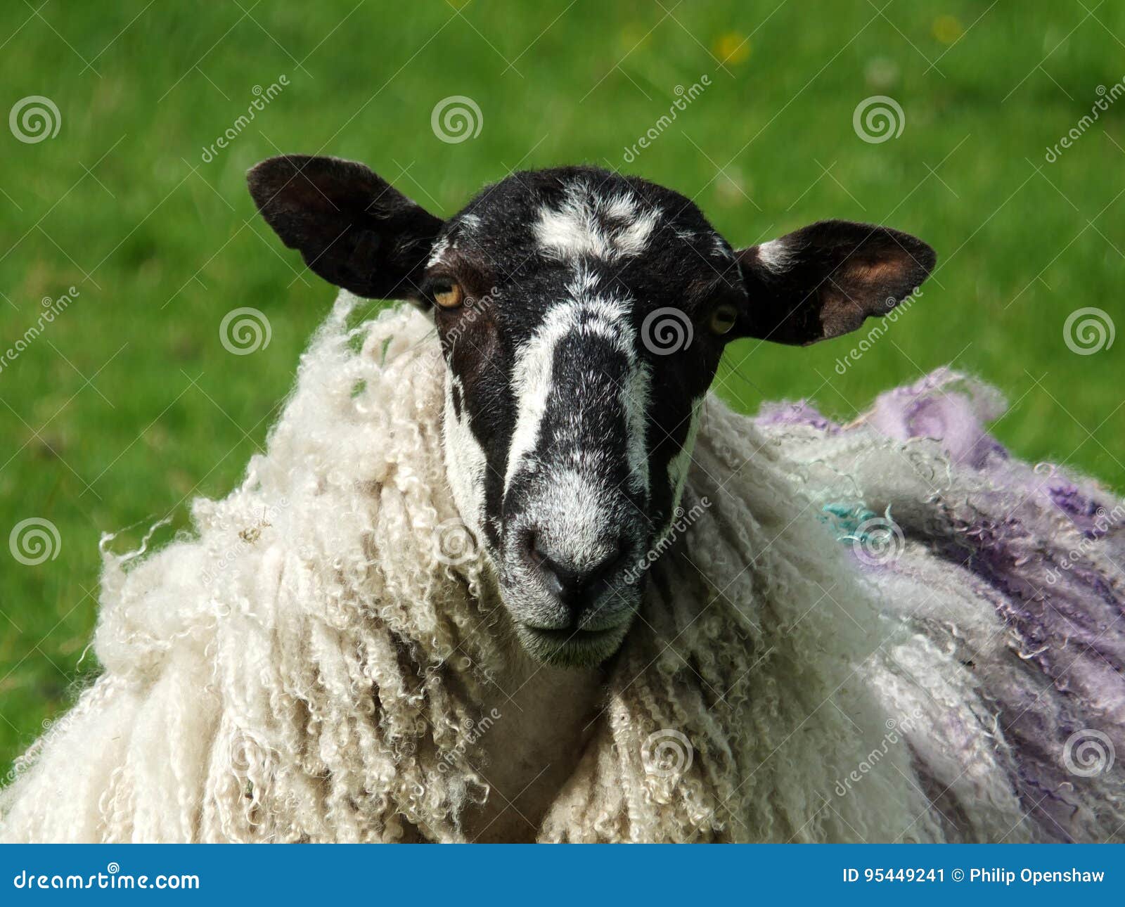 Black Faced Sheep Stock Photos - Royalty Free Stock Images