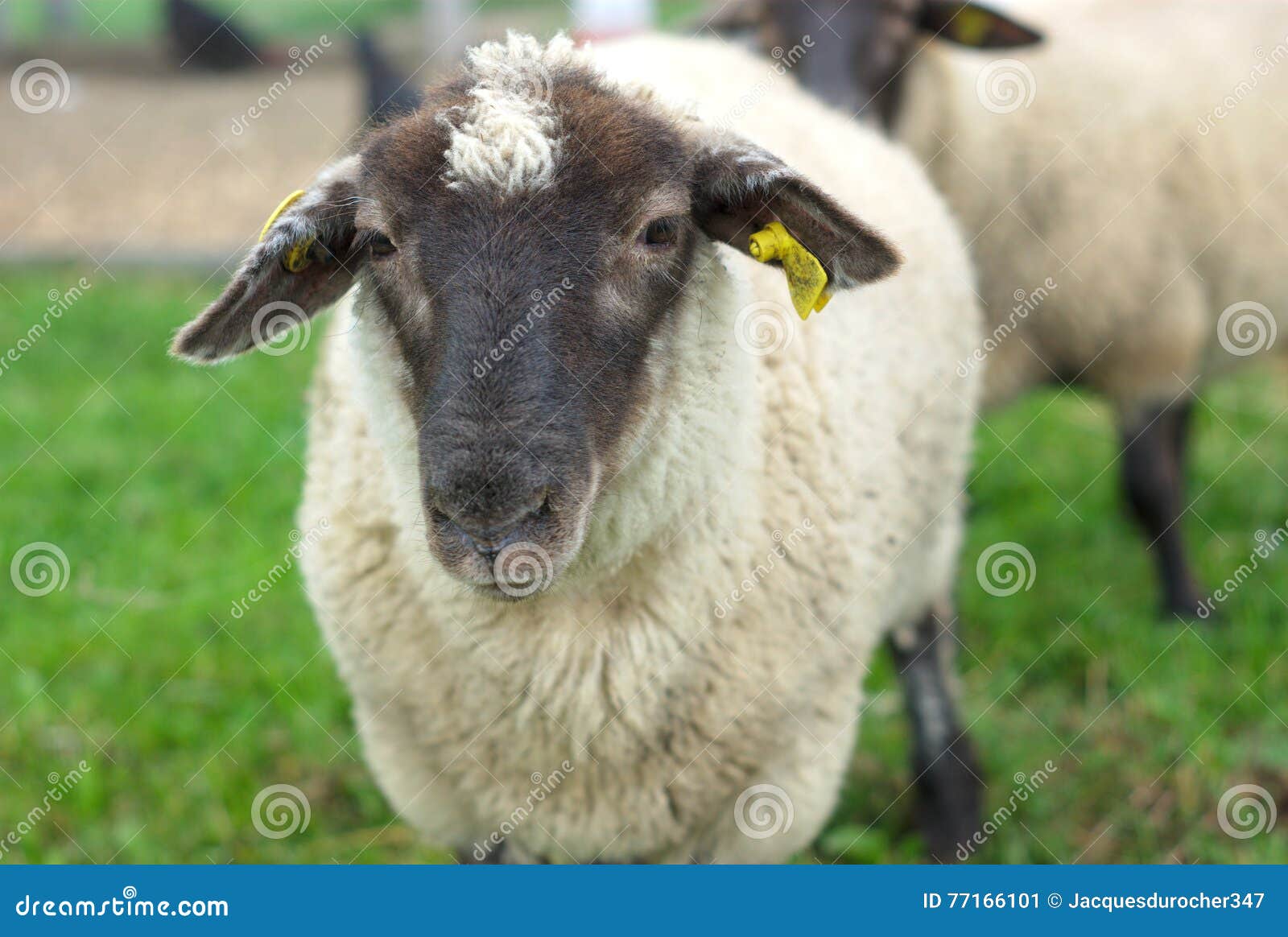 Black Faced Sheep in Field at the Farm Stock Image - Image of ...
