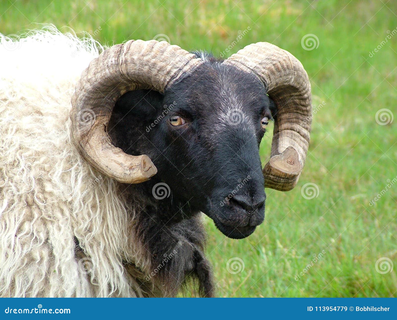 Black faced sheep stock image. Image of agriculture - 113954779