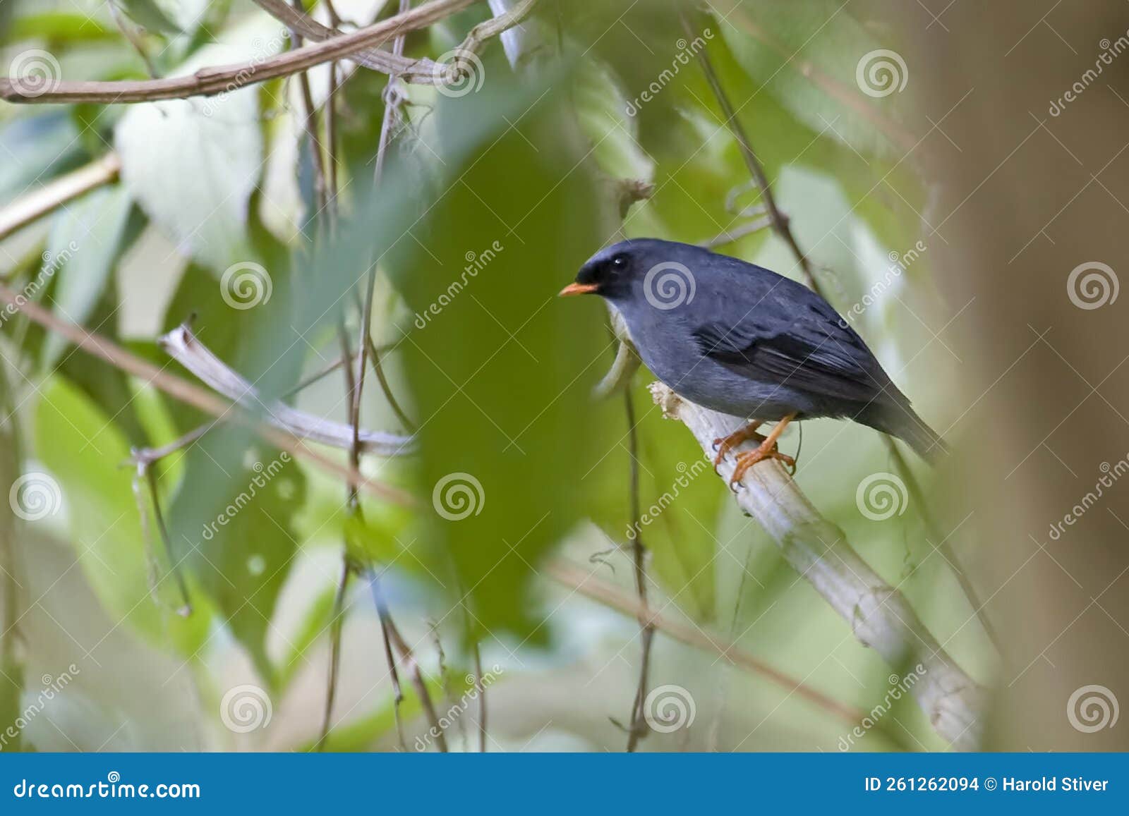 Black-faced Solitaire, Myadestes Melanops, Perched in a Tree Stock ...