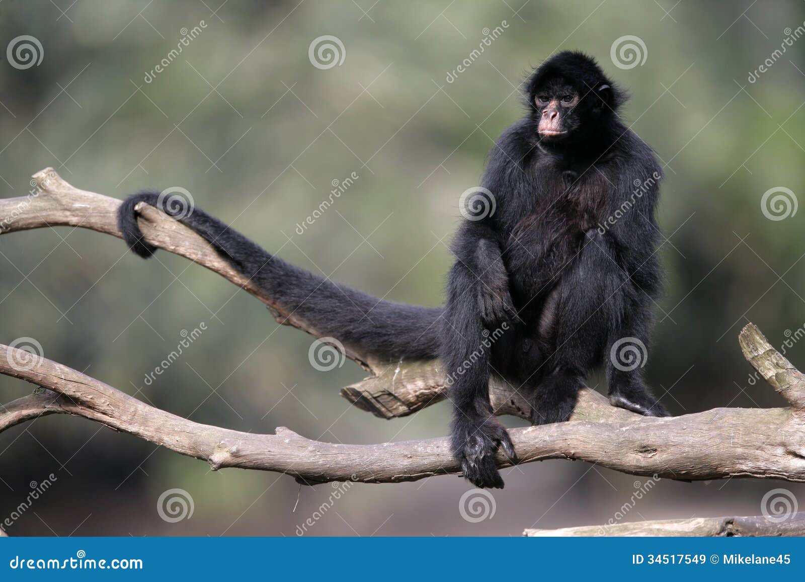 Black-faced Spider Monkey, Ateles Chamek Stock Image - Image of mammal ...