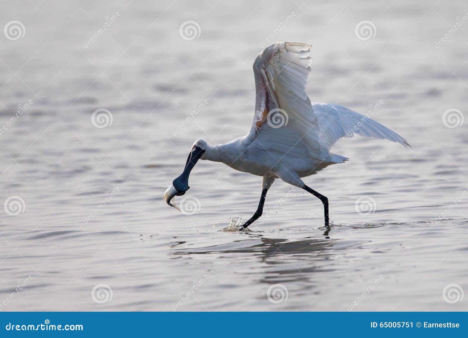 Black-faced Spoonbill Catch Fish Stock Image - Image of hong, elegance ...
