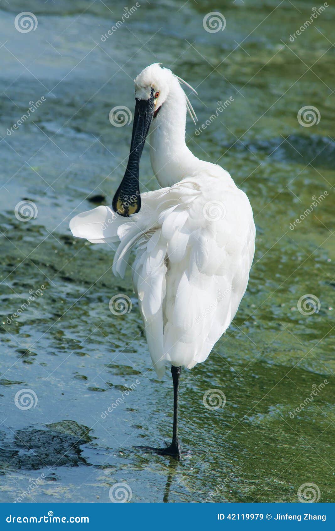 Black-faced Spoonbill stock image. Image of spoonbill - 42119979