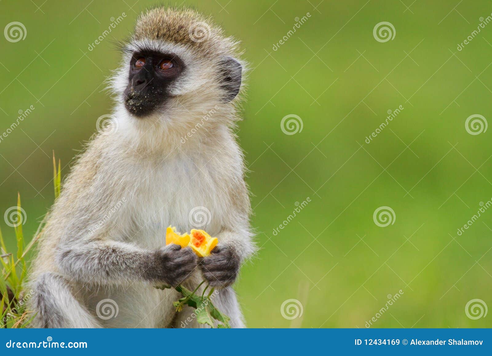 Black-faced vervet monkey stock image. Image of africa - 12434169