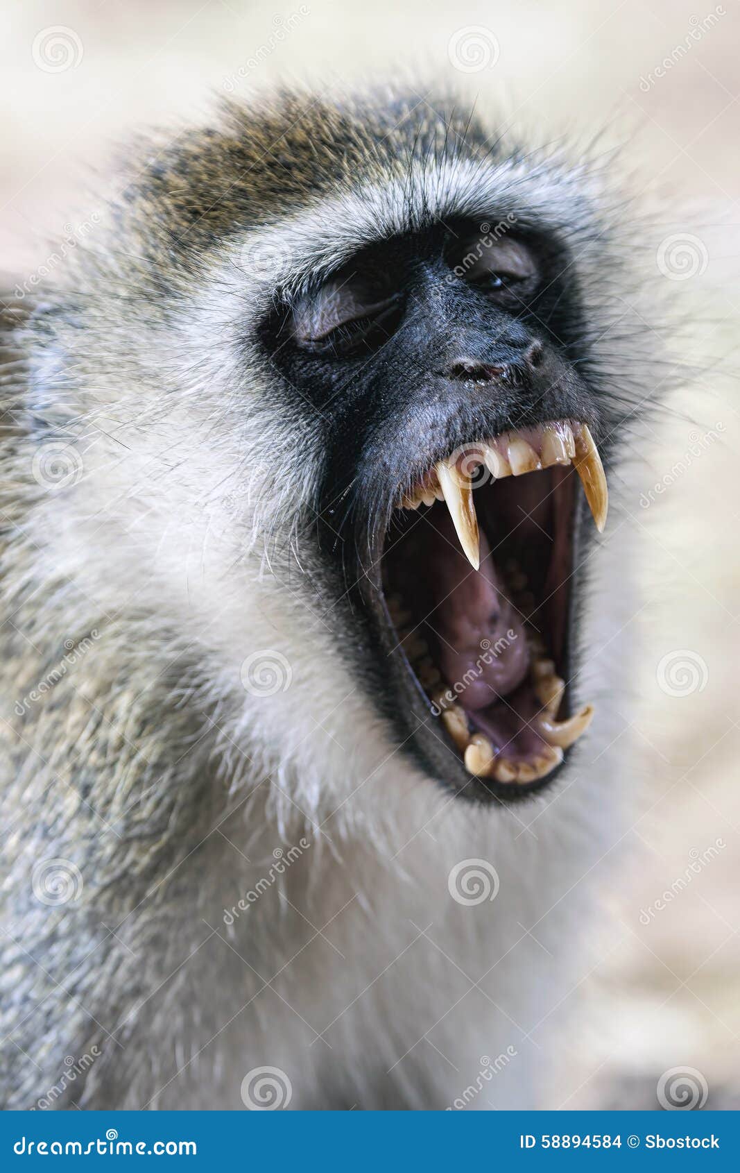 Black Faced Vervet Monkey Baring Its Teeth Stock Photo - Image of ...