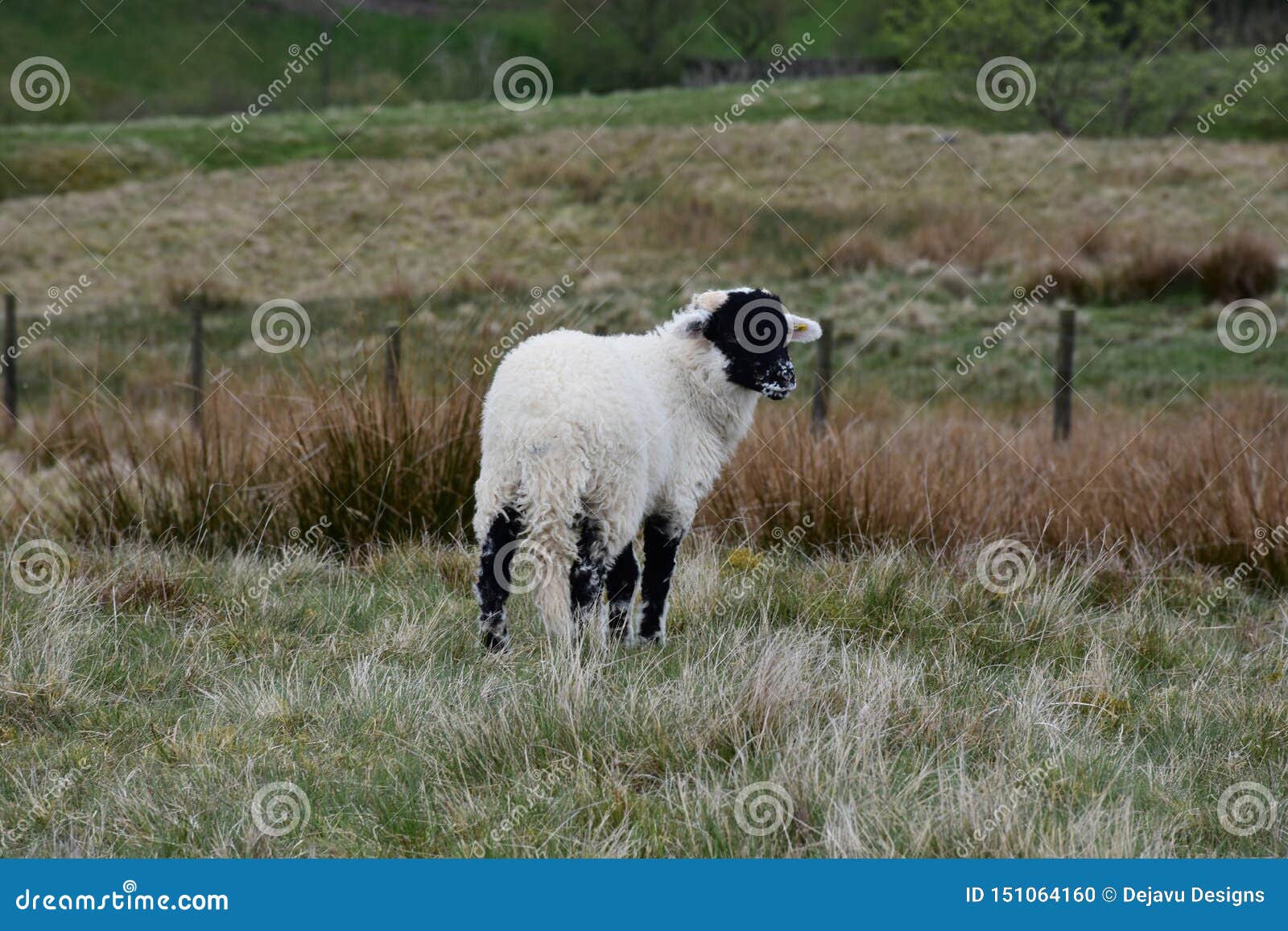 Black Faced White Lamb Looking Back Over His Shoulder Stock Photo ...