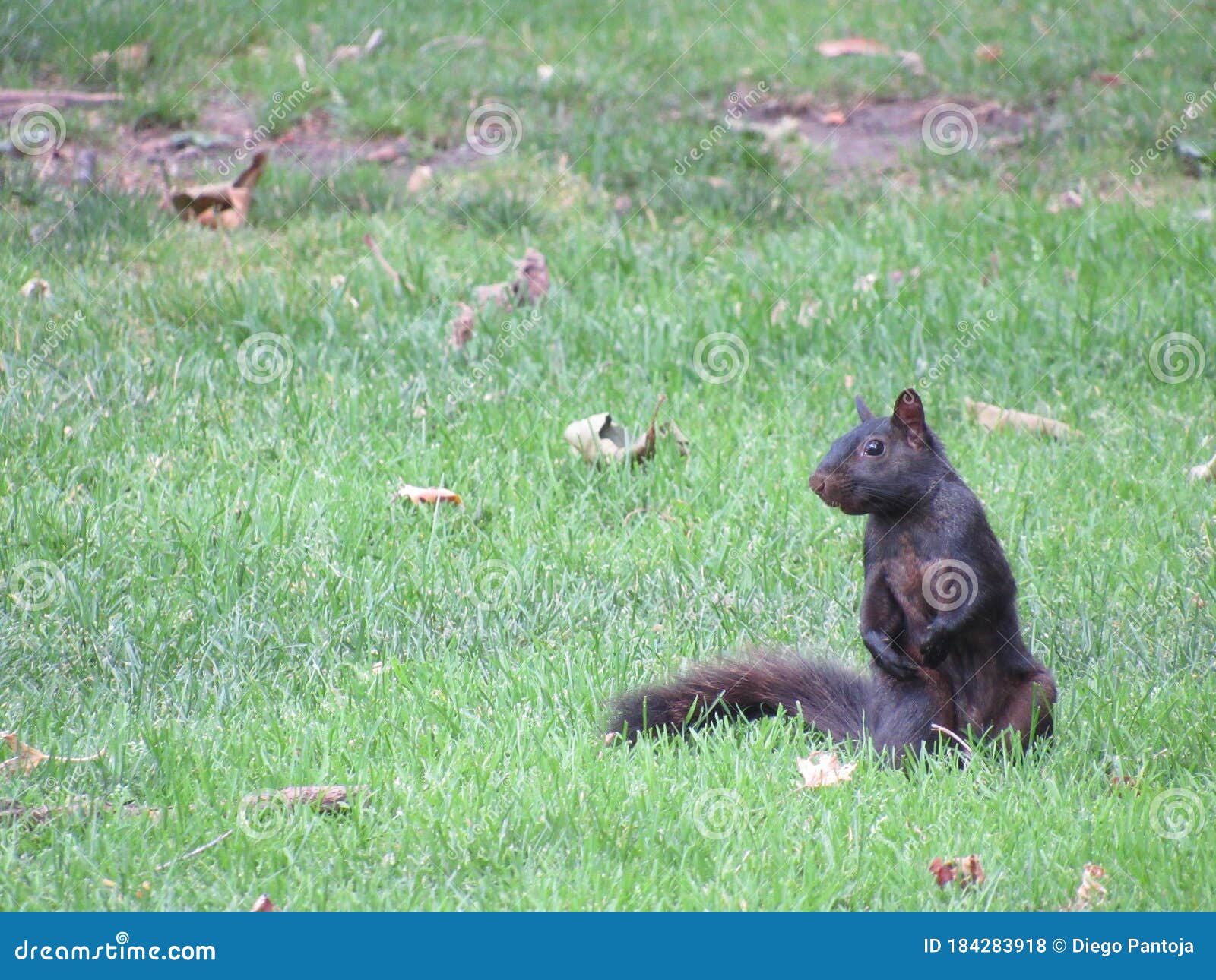 Black Fast Squirrel in Toronto Stock Photo - Image of tree, tourism ...