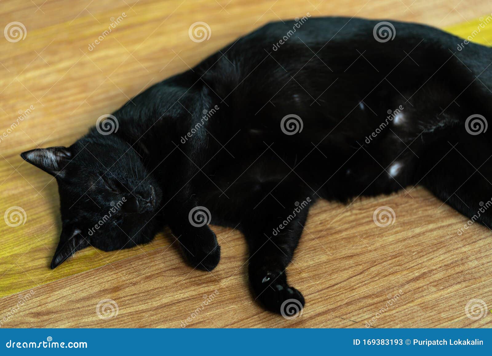 A Black Fat Cat Sleeping on a Wooden Floor Stock Image - Image of ...