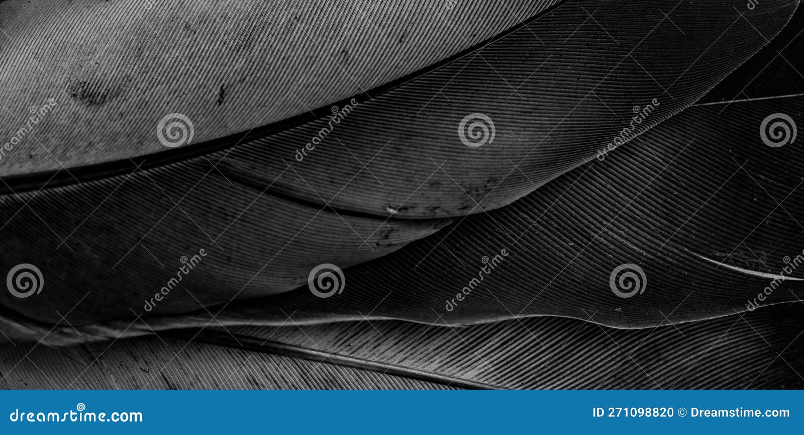 Black Feather Pigeon Macro Photo. Texture or Background Stock Photo ...