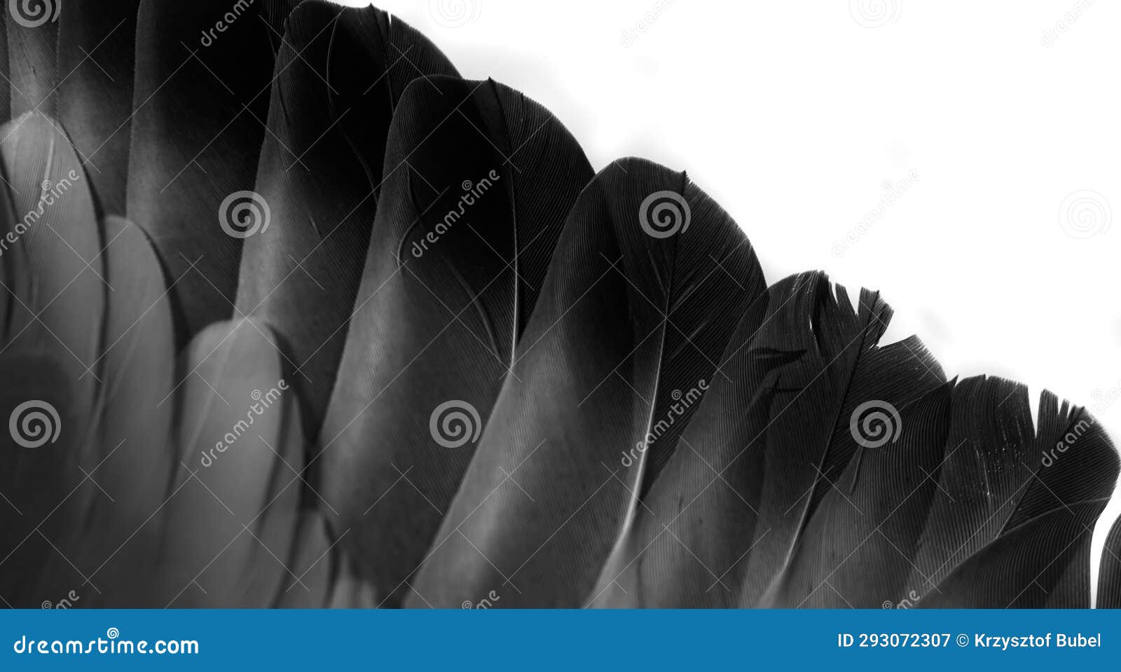 Black Feather Pigeon Macro Photo. Texture or Background Stock Image ...