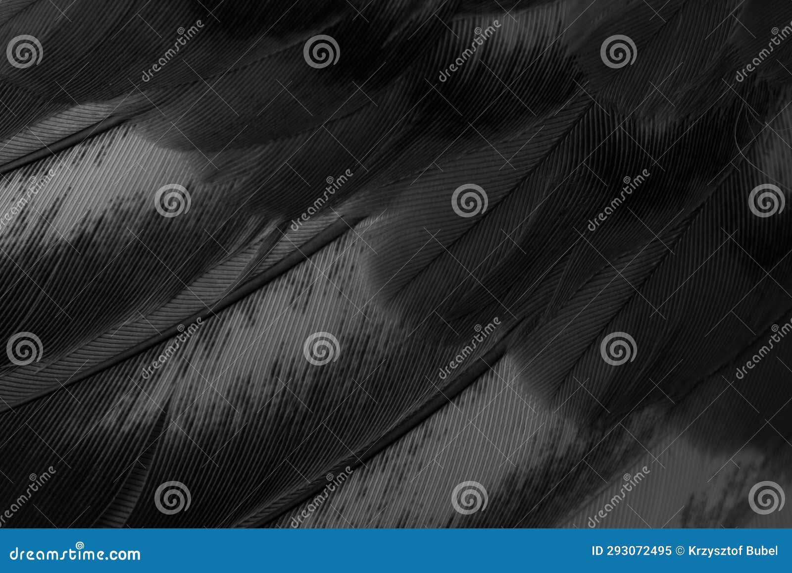 Black Feather Pigeon Macro Photo. Texture or Background Stock Image ...